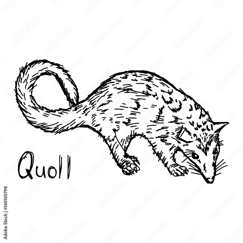 quoll - vector illustration sketch hand drawn with black lines ...