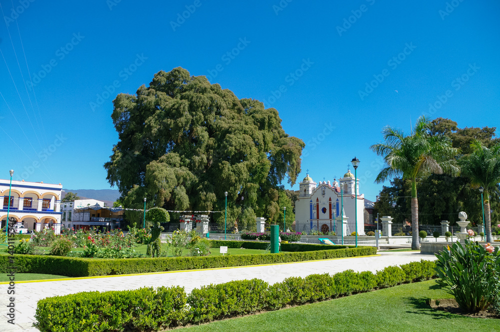 Arbol del Tule, a giant sacred tree in Tule, Oaxaca, Mexico Stock Photo ...