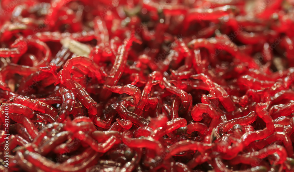many small red mosquito larvae bloodworm is on the table Stock Photo ...