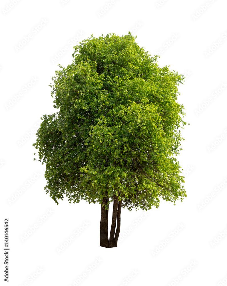 Isolated tree on white background Stock Photo | Adobe Stock