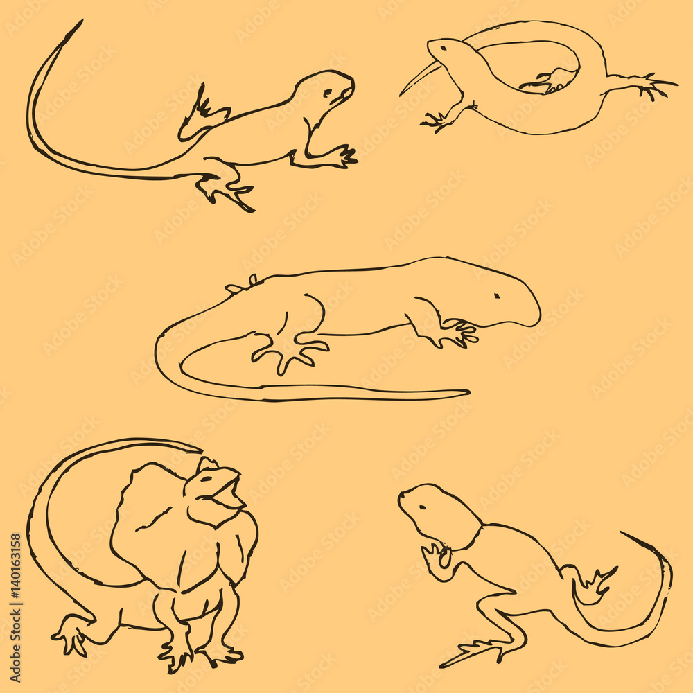 Lizard Drawing Pencil