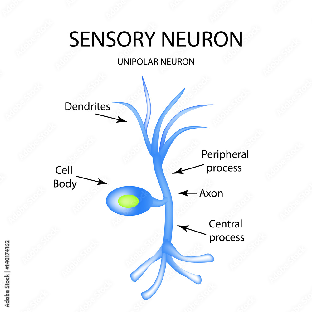The structure of the sensory neuron. Infographics. Vector illustration ...