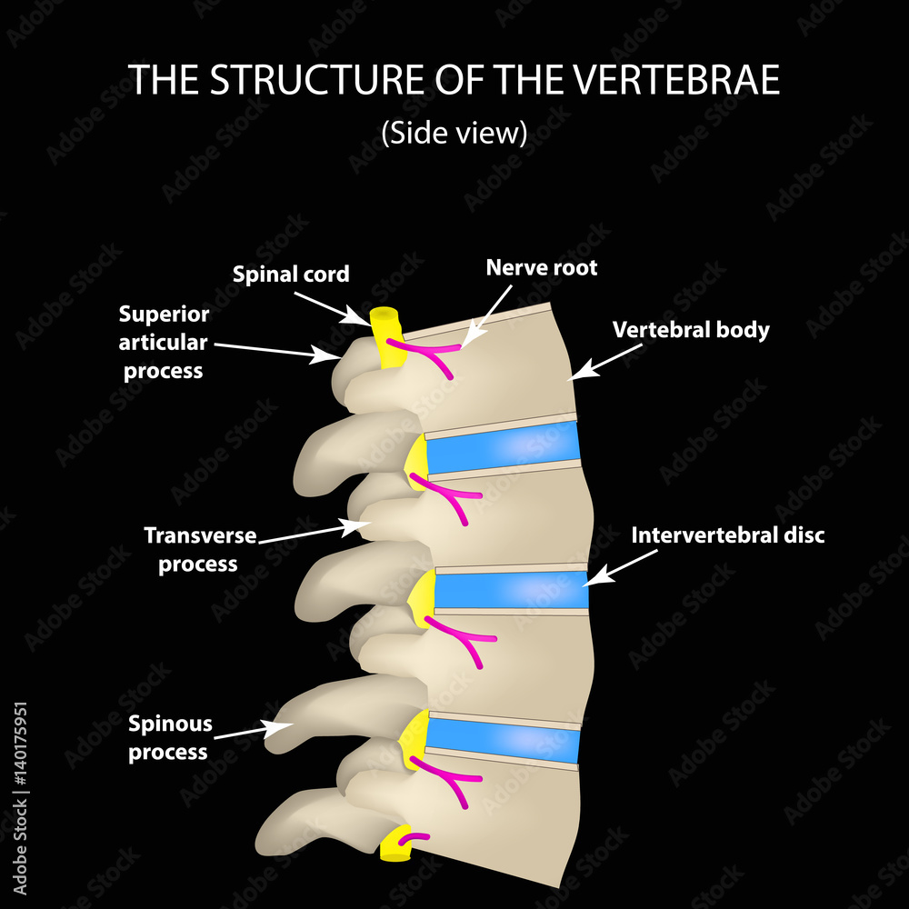 The anatomical structure of the spine. Side view. The intervertebral ...