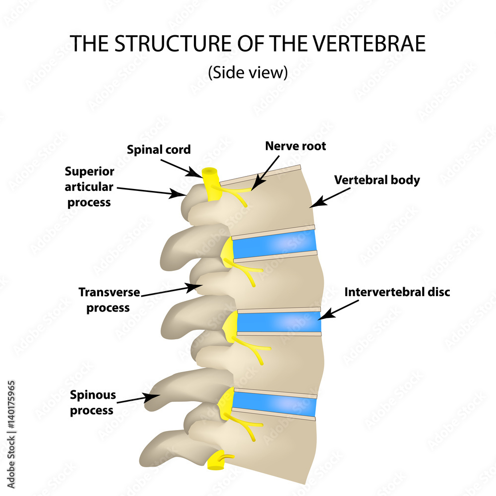 The structure of the spine. Side view. The intervertebral discs ...