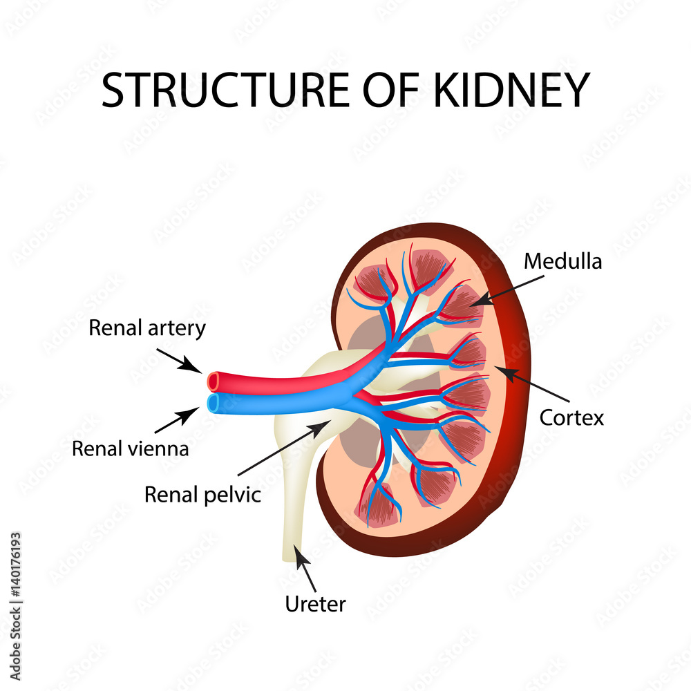 The anatomical structure of kidney. Vector illustration on isolated ...