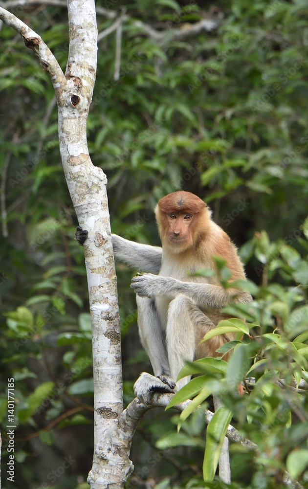 Proboscis Monkey sitting on a tree in the wild green rainforest on ...
