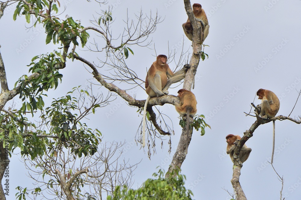 Family of Proboscis Monkeys sitting on a tree in the wild green ...