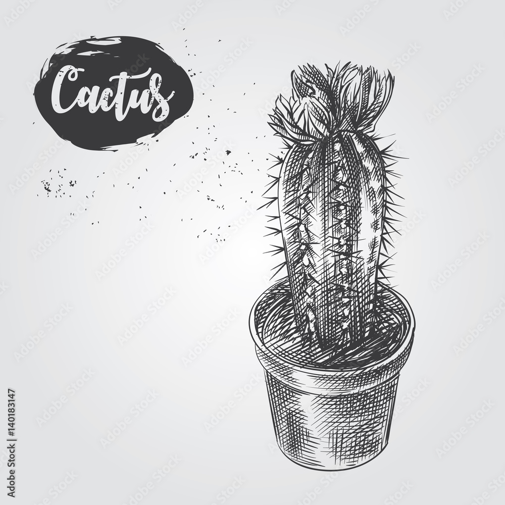 Hand drawn flowering cactus sketch isolated on white background. House ...