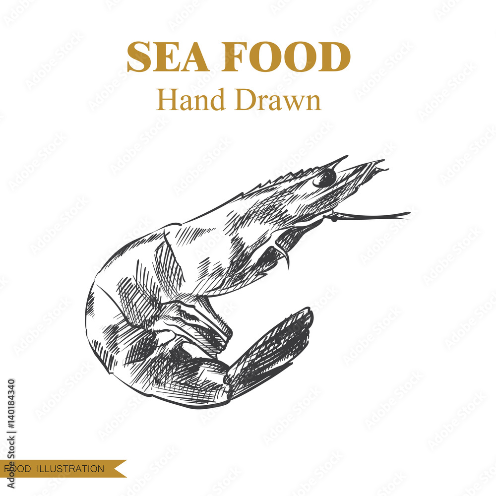 Hand drawn shrimp isolated on white background. Seafood elements sketch ...