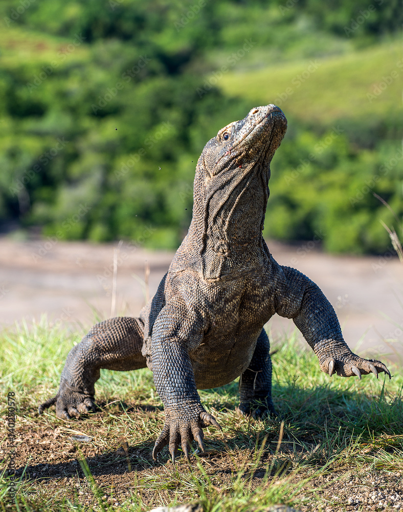 The Komodo dragon ( Varanus komodoensis ) stands on its hind legs . It ...