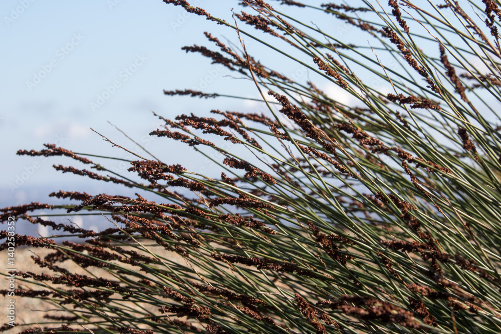 Poster Getty Museum – Wall Art | UkPosters