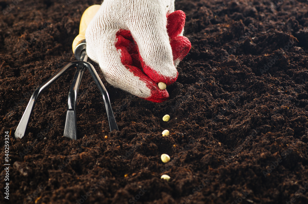 Seeding or planting a plant on a natural, soil backgroud. Camera from ...