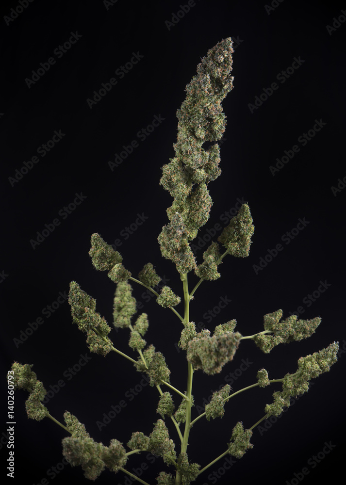 Green Crack Yield Per Plant