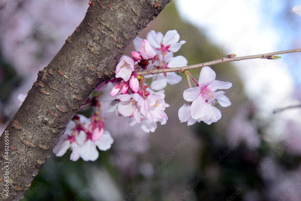 Sakura - Cherry blossoms in Japan mark the beginning of Spring and ...