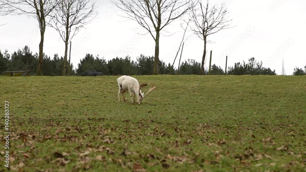 Vídeo do Stock: Leucistic Fallow Deer buck (dama dama). This white ...