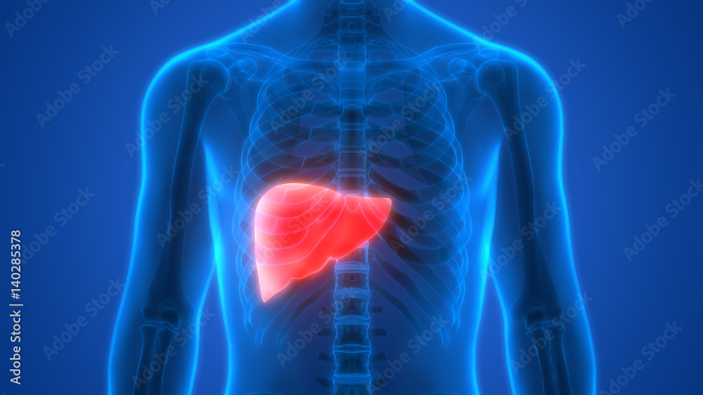 Human Body Organs Anatomy (Liver) Stock Illustration | Adobe Stock