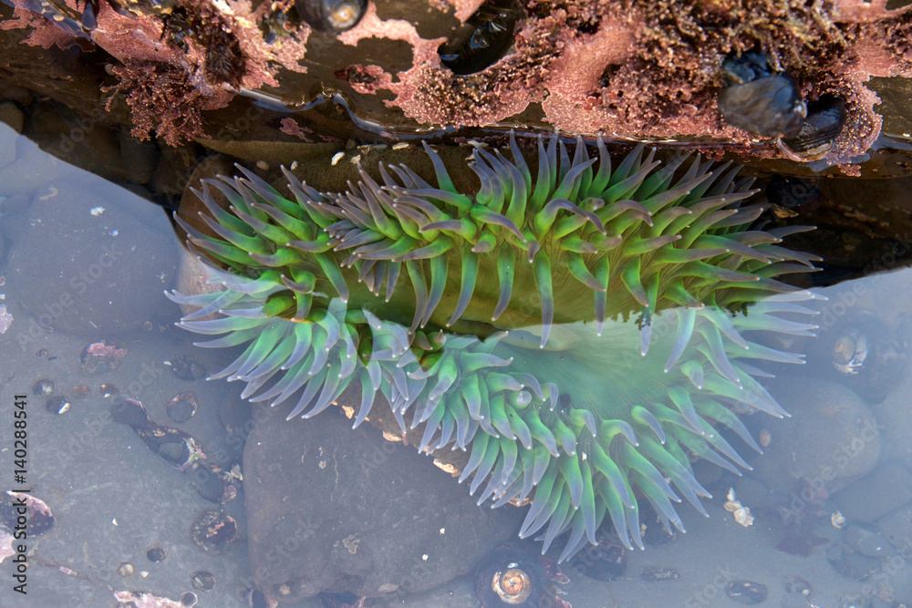 Florescent green and purple sea anemone in shallow tide pool. Sea ...