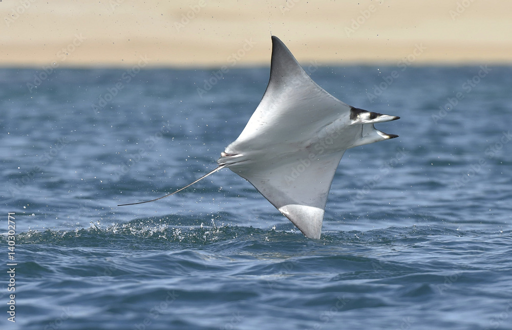Spotted Eagle Ray Jumping Out Water