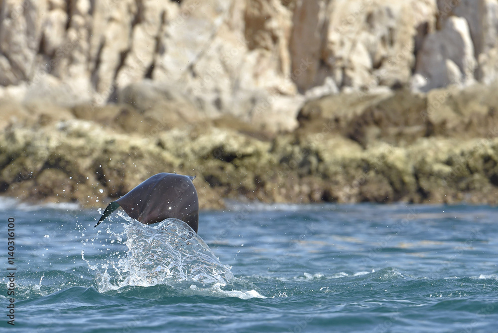 Mobula ray jumping out of the water. Mobula munkiana, known as the ...