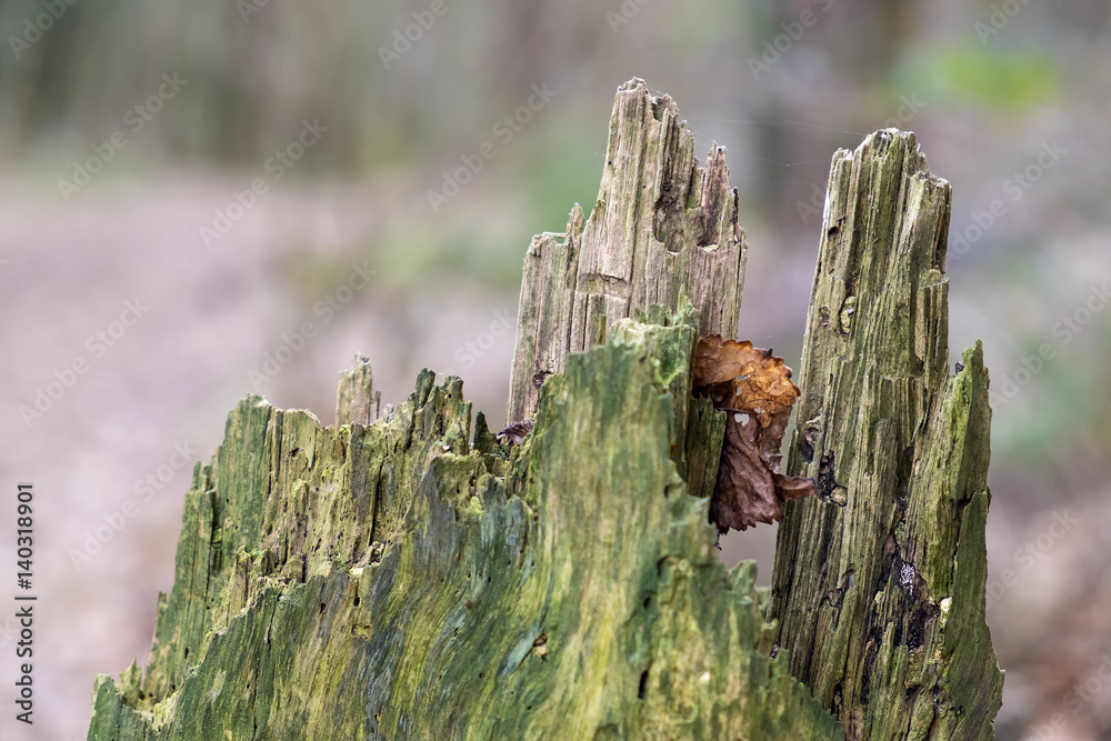 Broken tree stump Stock Photo | Adobe Stock