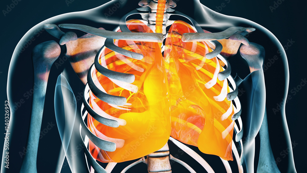 Human Body Transparent Throax Lung System Modern Anatomical Stock ...