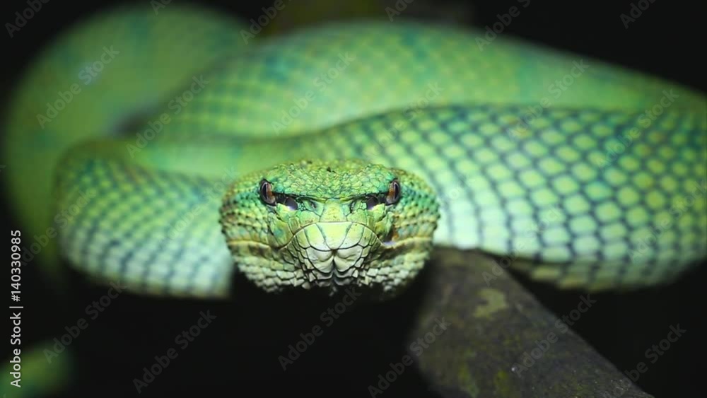 A venomous Wagler's Green Tree Pit Viper (Tropidolaemus wagleri) looks ...