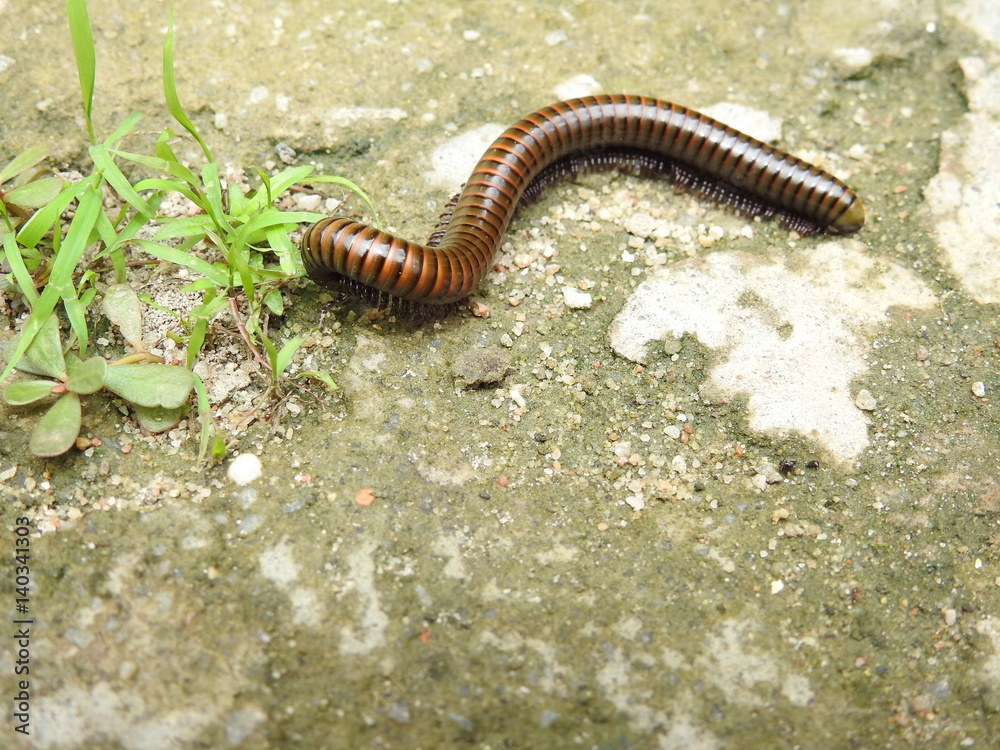 Embuá - Gongo - Gongolo - Piolho-de-cobra - Miriápodes - Diplópodes ...