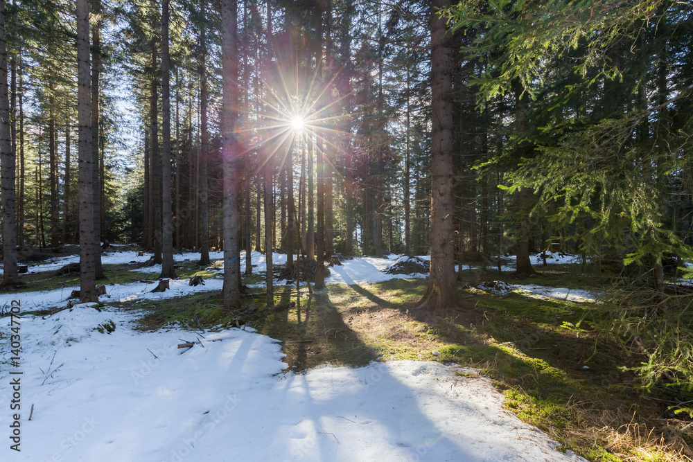 Schnee im Nadelwald Stock-Foto | Adobe Stock