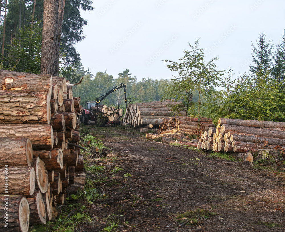 Tractor transporting logs of chopped trees in the forest and near the ...