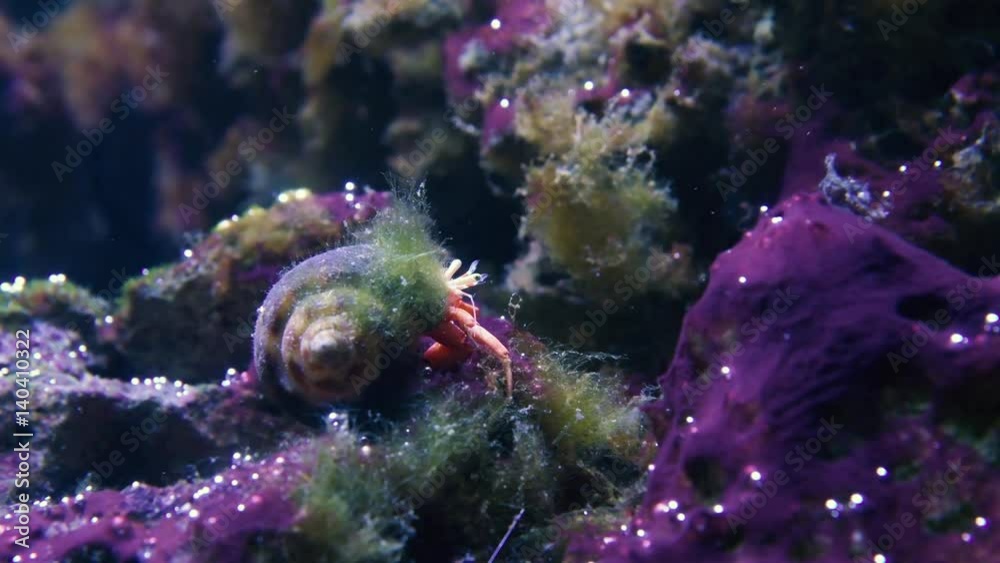 Hermit crab in shell feeding underwater. Decapod crustacean in the ...