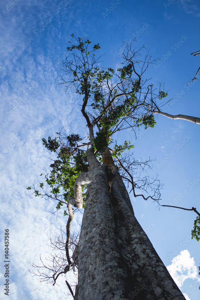 Big Tree in Borneo Rain Forest, East Borneo Kalimantan Indonesia Stock ...