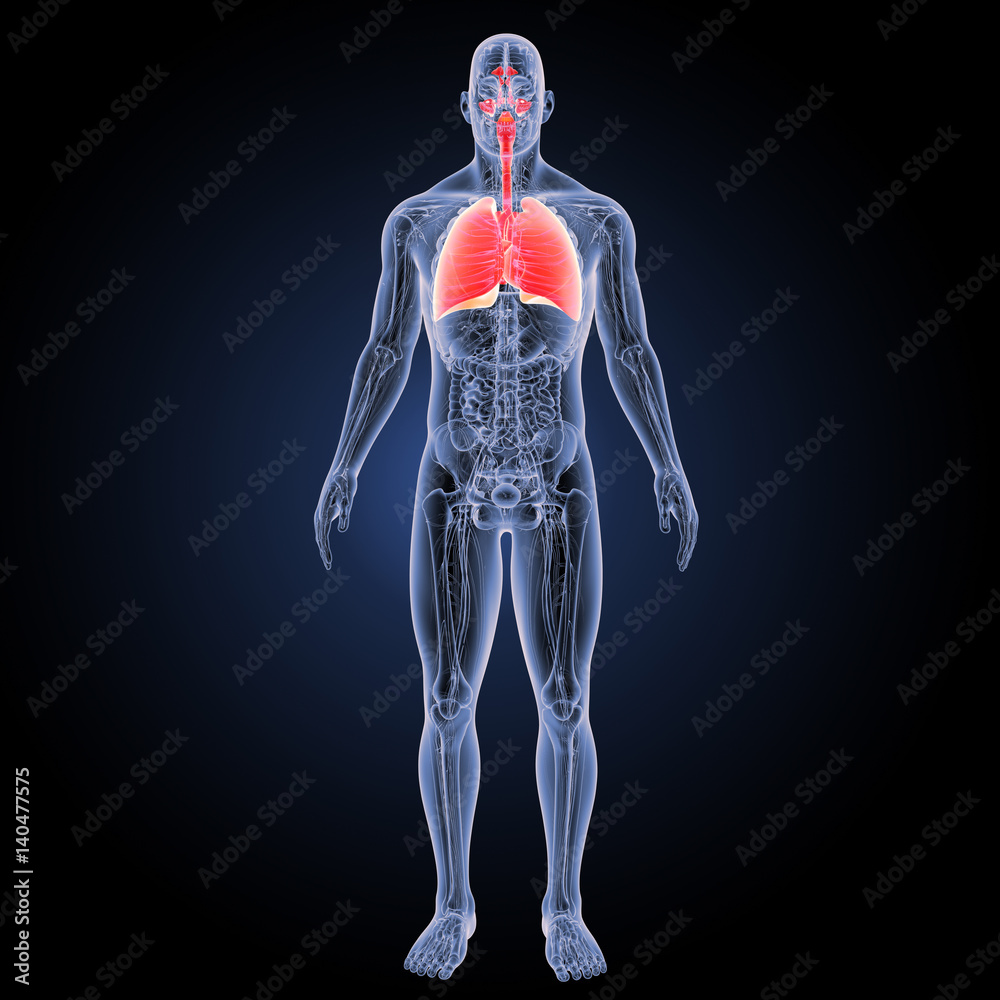 Respiratory system with anatomy anterior view Stock Photo | Adobe Stock