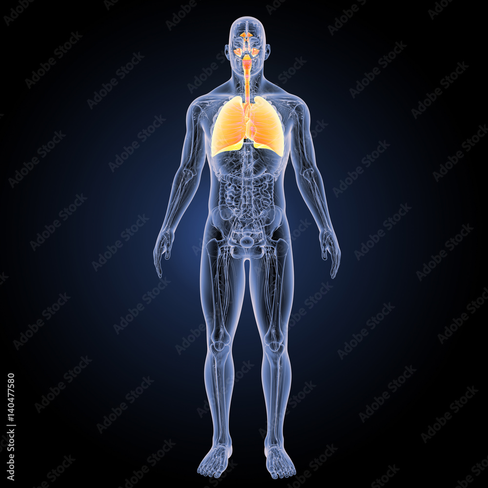 Respiratory system with anatomy anterior view Stock Photo | Adobe Stock