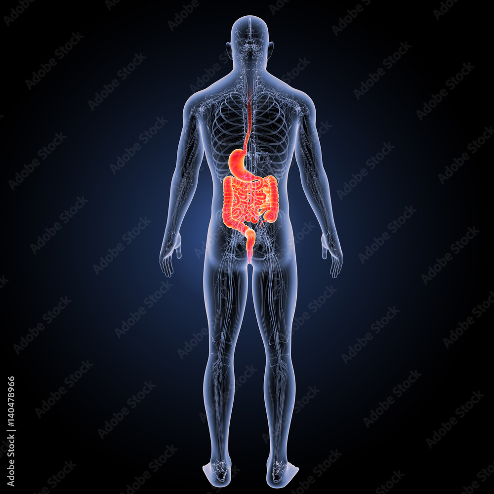 Stomach and intestine with circulatory system posterior view Stock ...