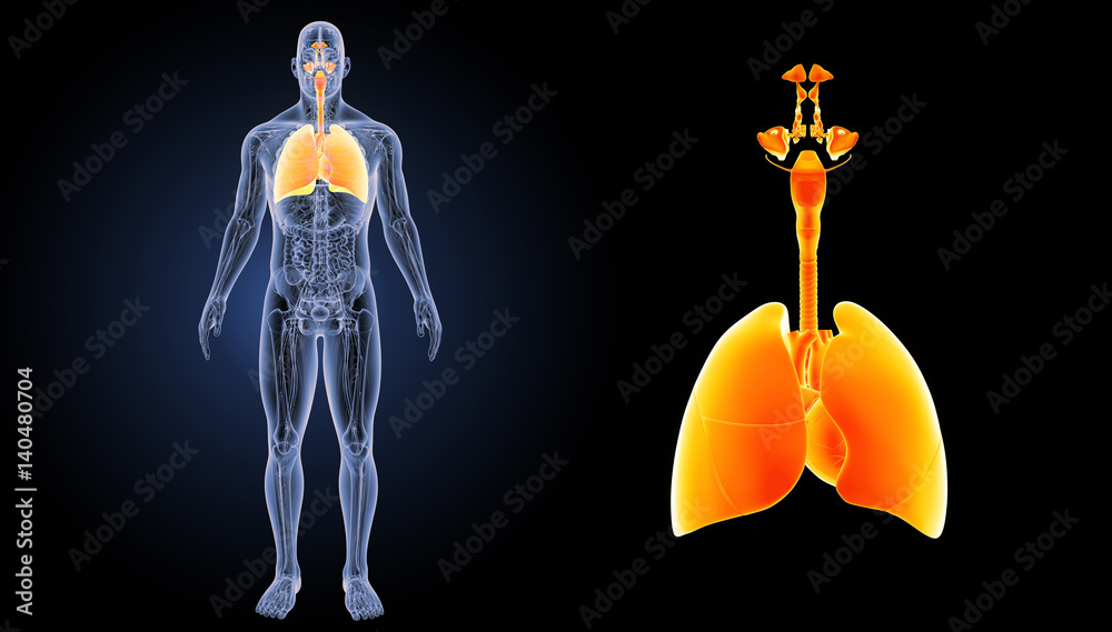 Respiratory system zoom with anatomy anterior view Stock Illustration ...