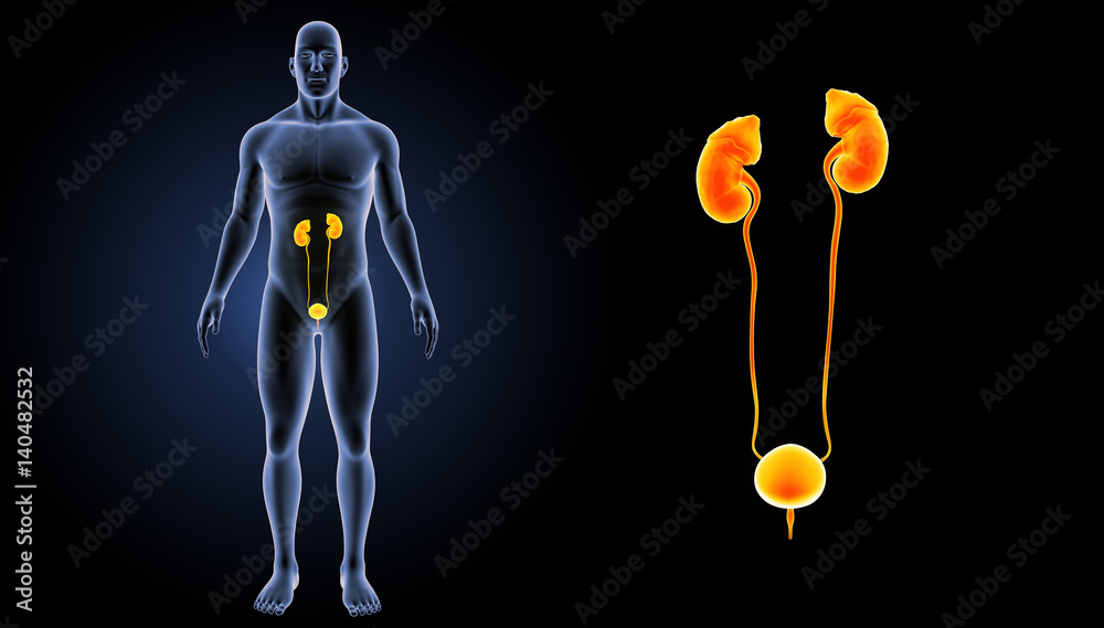 Urinary system zoom with body anterior view Stock Illustration | Adobe ...