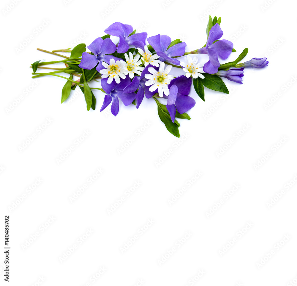 Bouquet of periwinkle (Vinca minor, lesser periwinkle, creeping myrtle ...