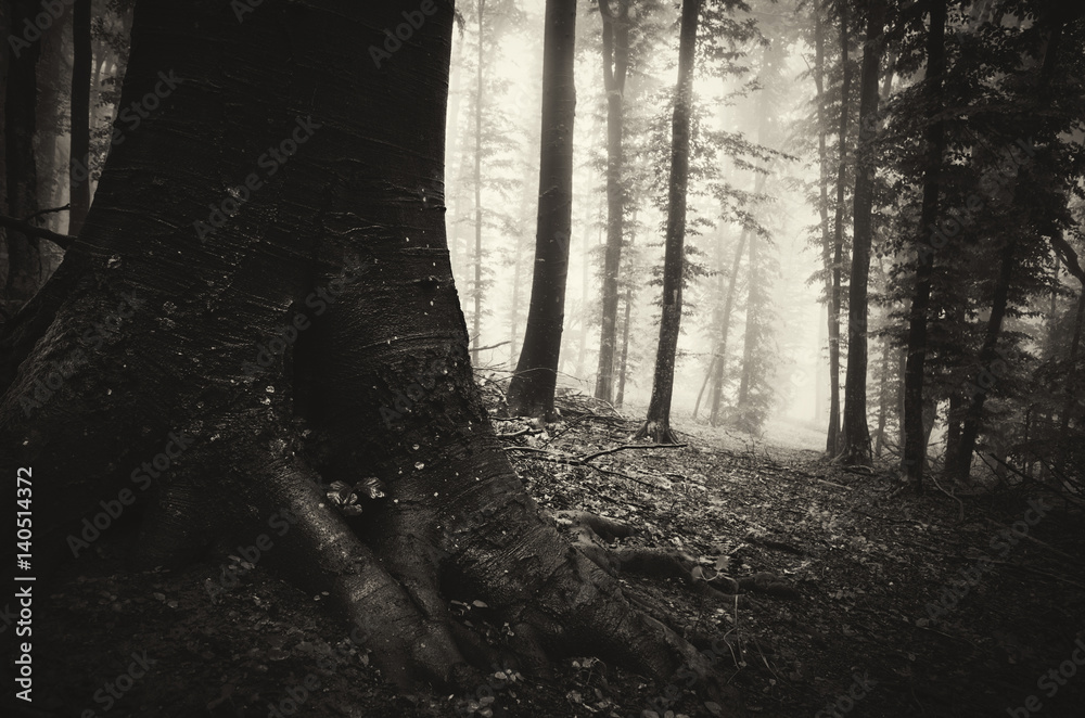 dark woods landscape with tree roots ground level perspective Stock ...