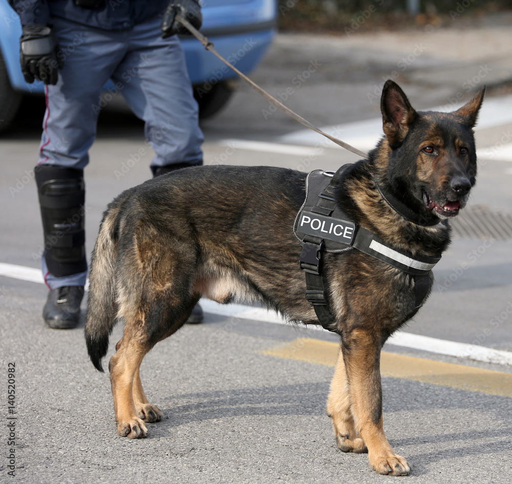 German shepherd police dog while patrolling the city streets Stock ...