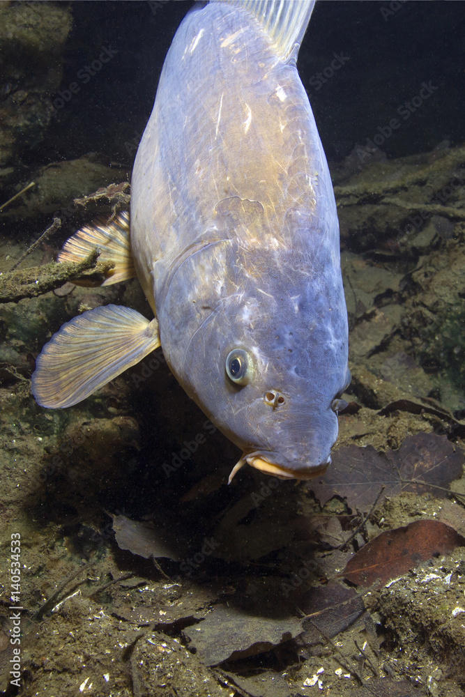 Freshwater fish carp (cyprinus carpio) in the beautiful clean pound ...