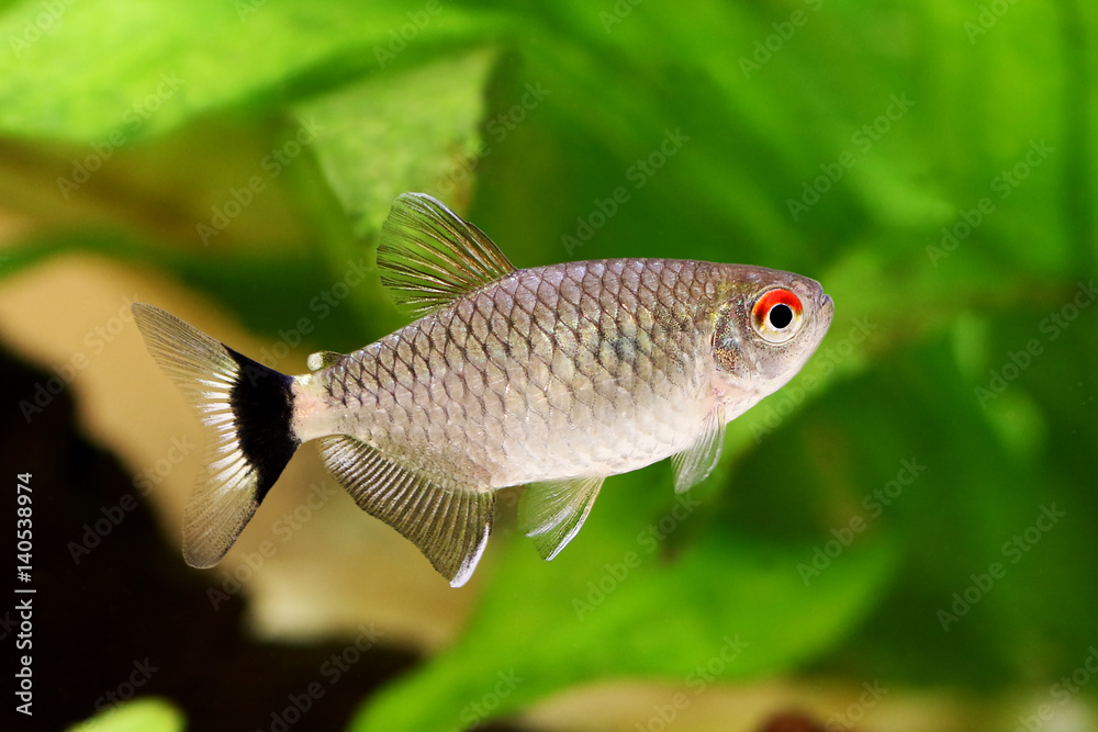 Red eye tetra Moenkhausia sanctaefilomenae Monk Tetra aquarium fish ...