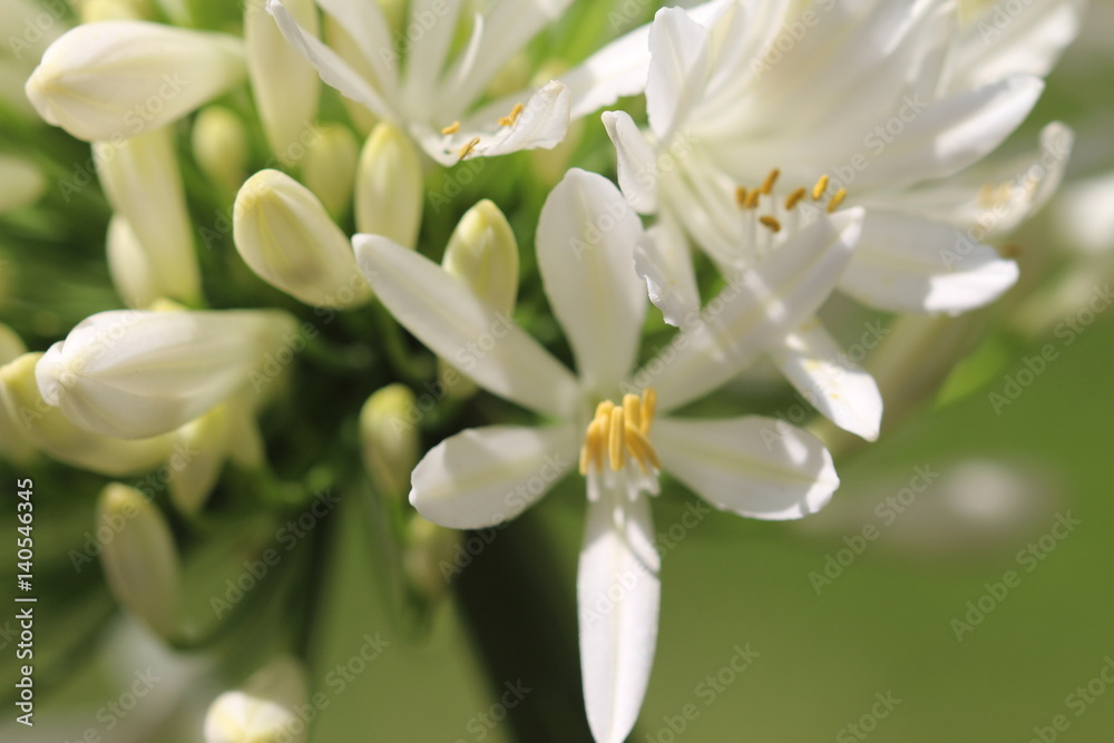 flores y botones Stock Photo | Adobe Stock