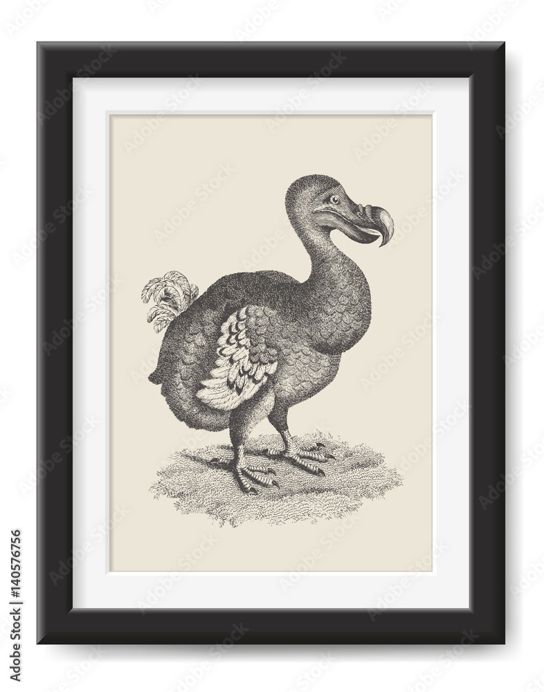 Poster retro illustration: vintage drawing of a dodo bird - poster ...