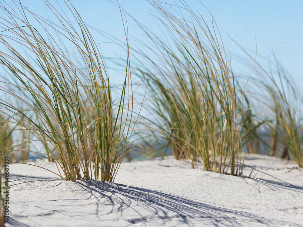 Strand - Ostsee - Strandhafer im Gegenlicht Stock-Foto | Adobe Stock