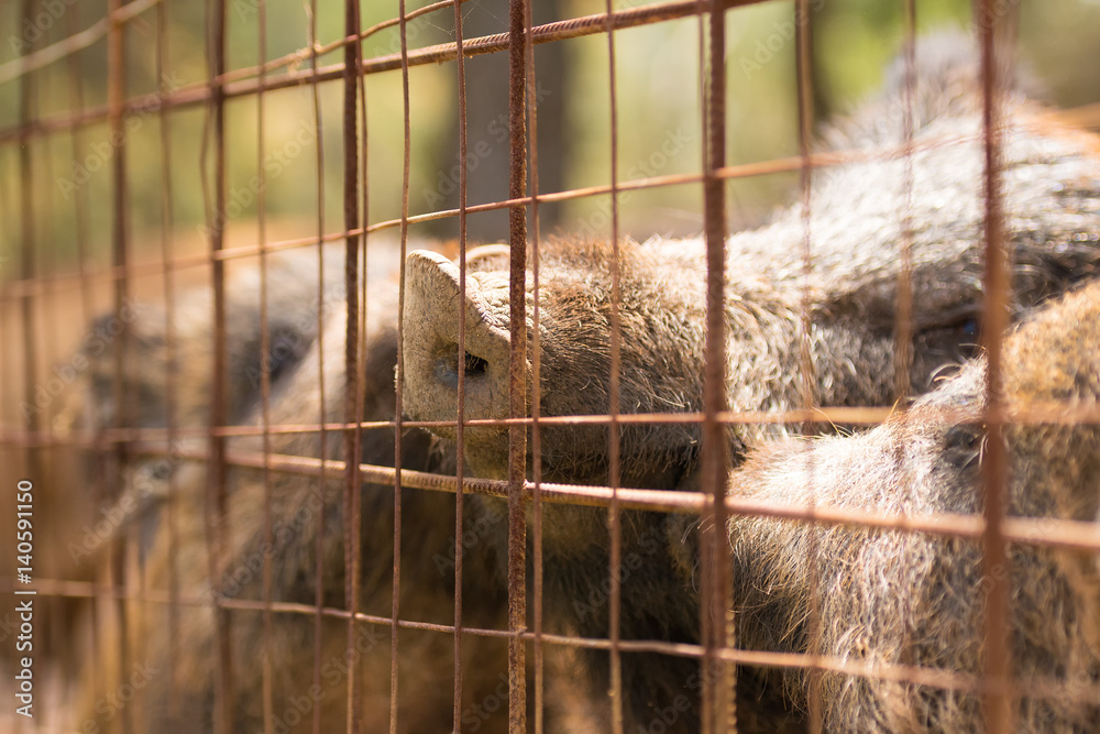 Caged animals. A close up look of wild boars inside a cage. Stock Photo ...