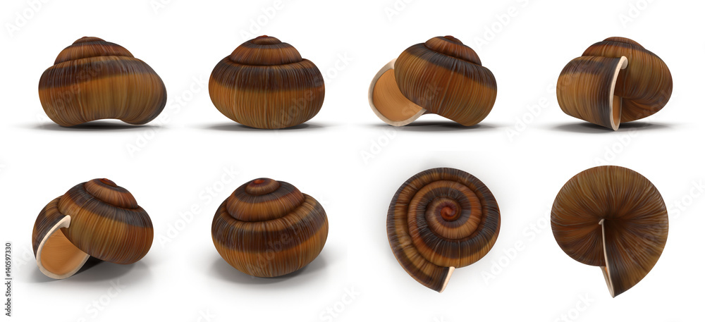 single empty snail shell renders set from different angles on a white ...