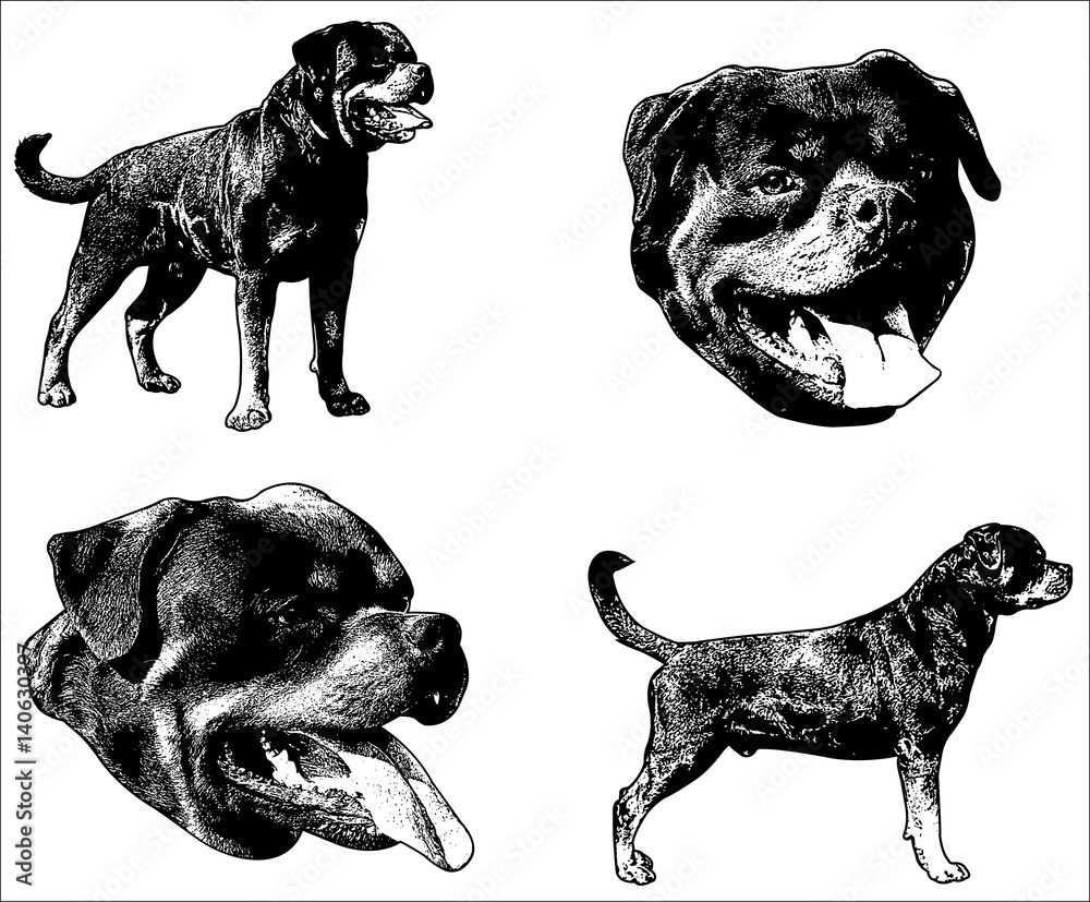 rottweiler dog sketch - vector Stock Vector | Adobe Stock