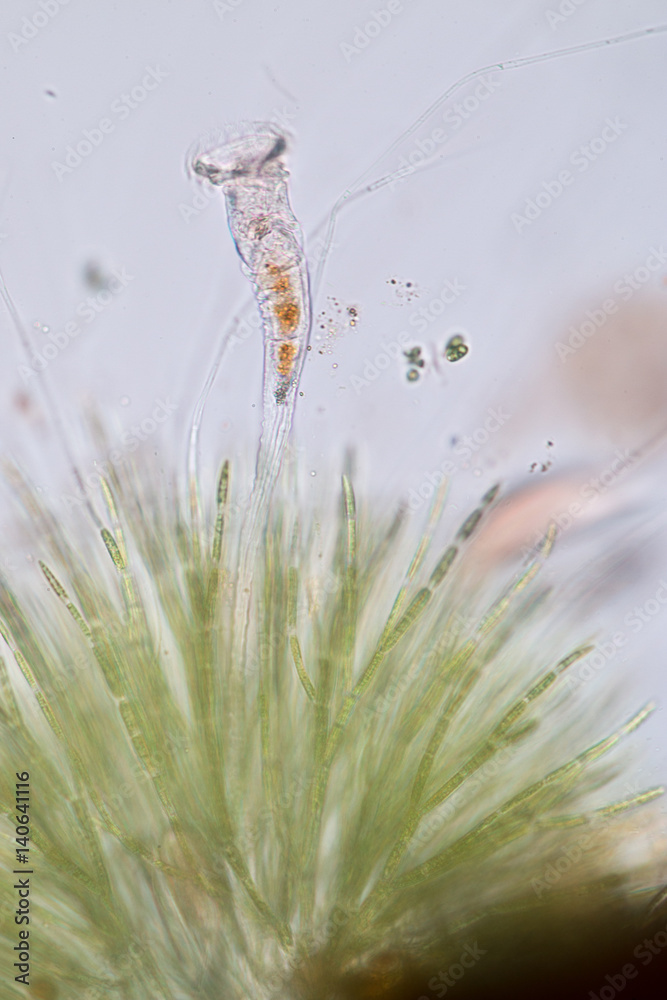 The rotifers (Rotifera, commonly called wheel animals) under ...