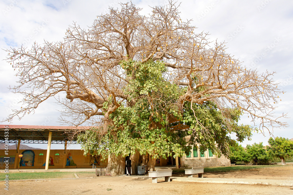 Keren in Eritrea with Shrine of St. Mariam Dearit inside a trunk of an ...