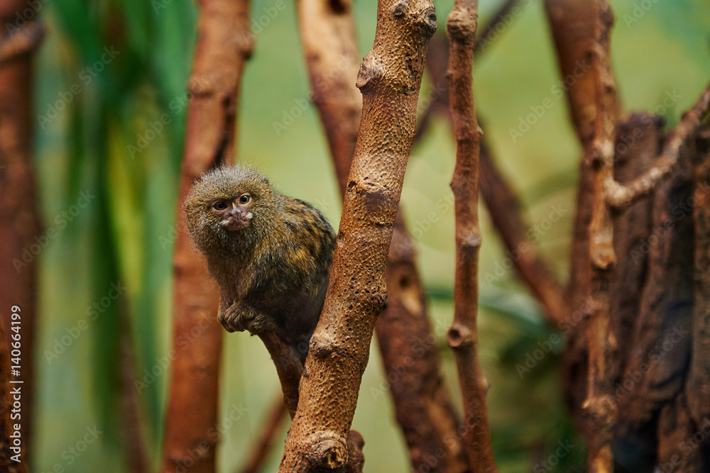 Pygmy marmoset, a small New World monkey native to rainforests of the ...